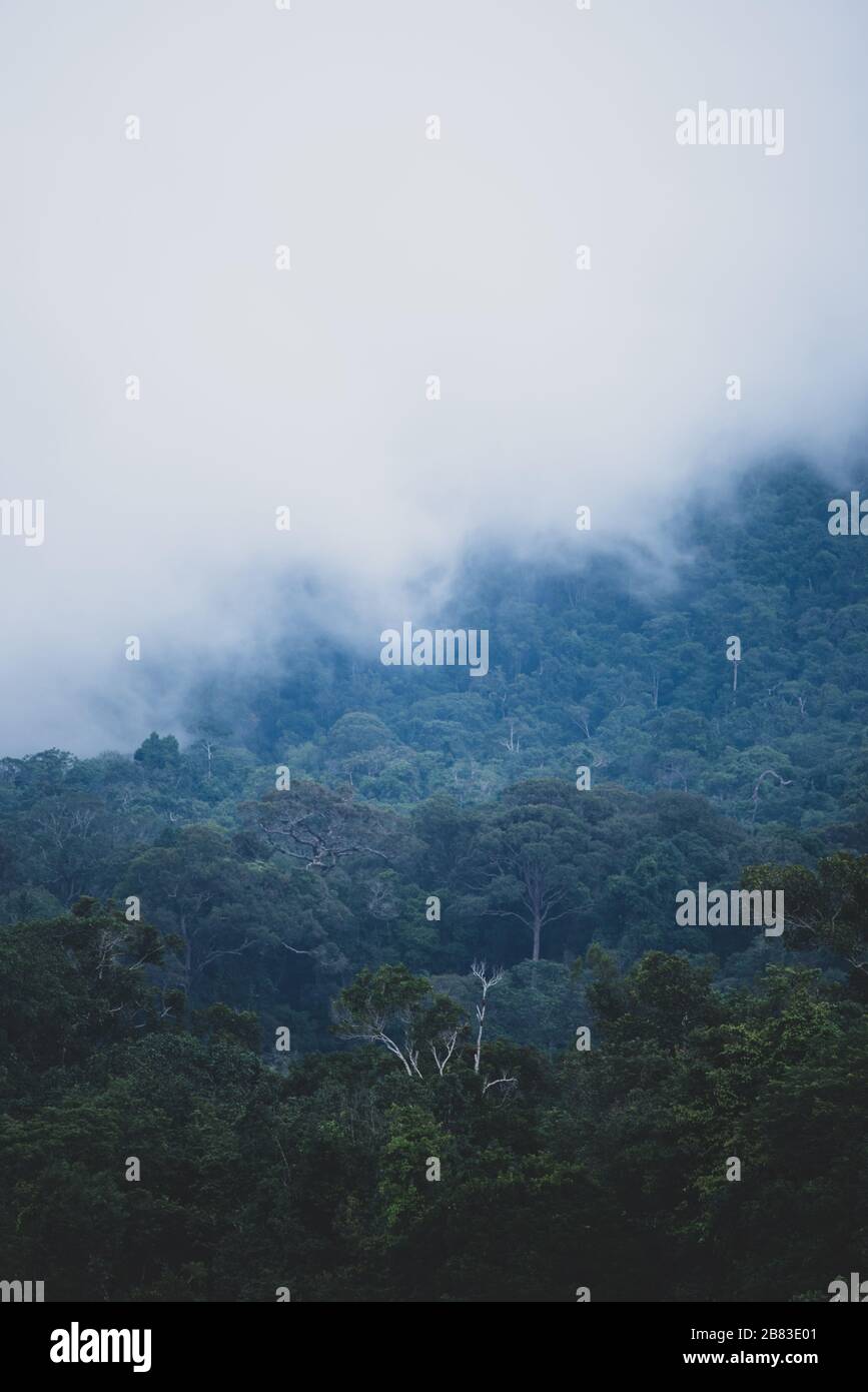 the field of tropical forest, natural landscape scene Stock Photo - Alamy
