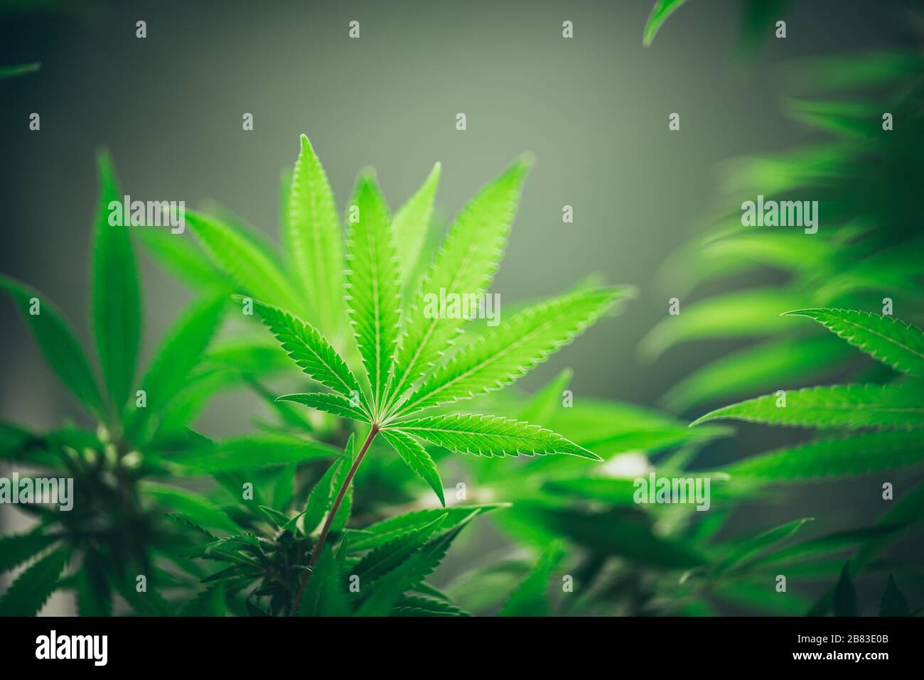 Growing cannabis indoors, hemp cultivation technique. Growing pot in groutent. Vegetative stage ...