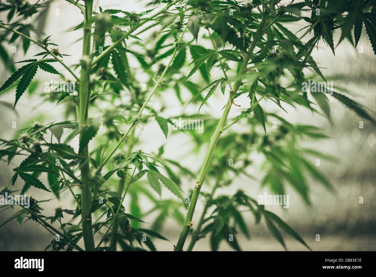 Growing cannabis indoors, hemp cultivation technique. Growing pot in groutent. Vegetative stage ...