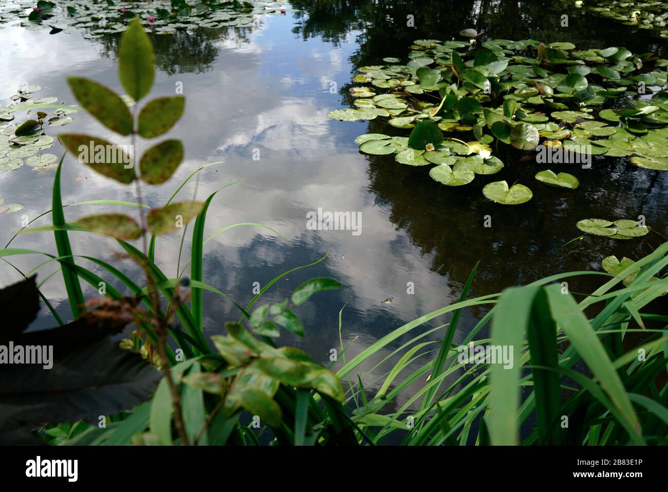 Monet painting willow hi-res stock photography and images - Alamy