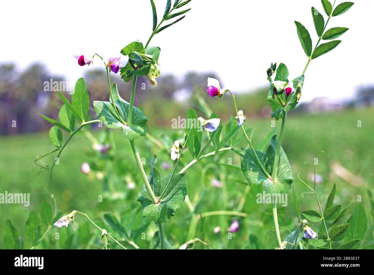 Planting procedure hi-res stock photography and images - Alamy