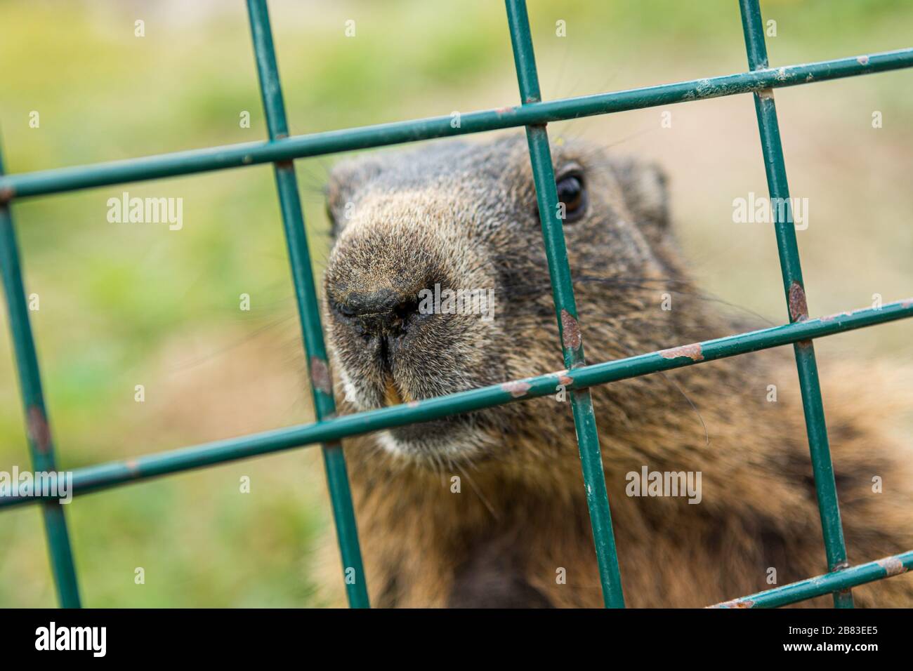 Cage marmot hi-res stock photography and images - Alamy