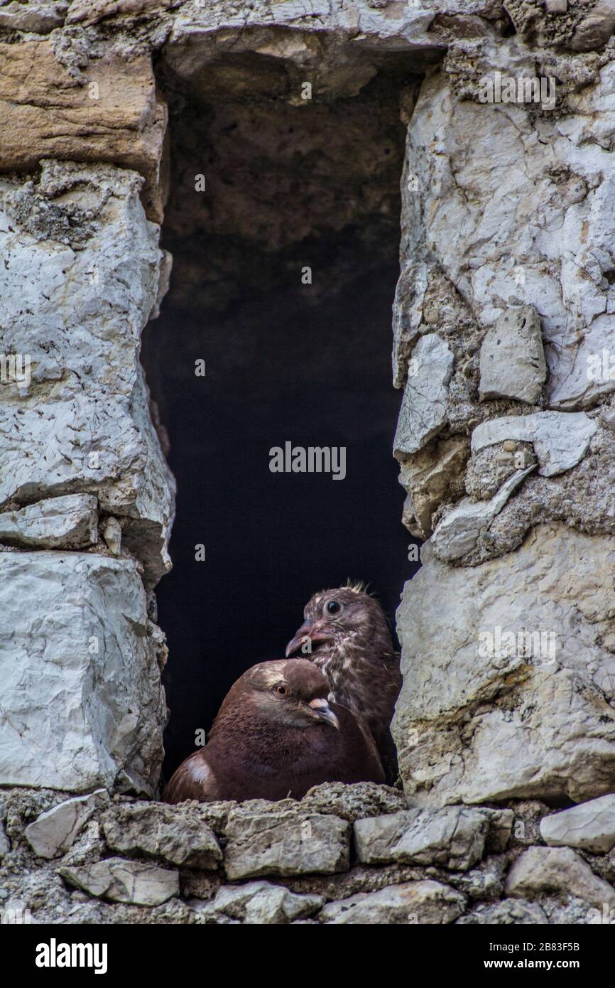 Beautifull capture of bird in wildlife Stock Photo - Alamy