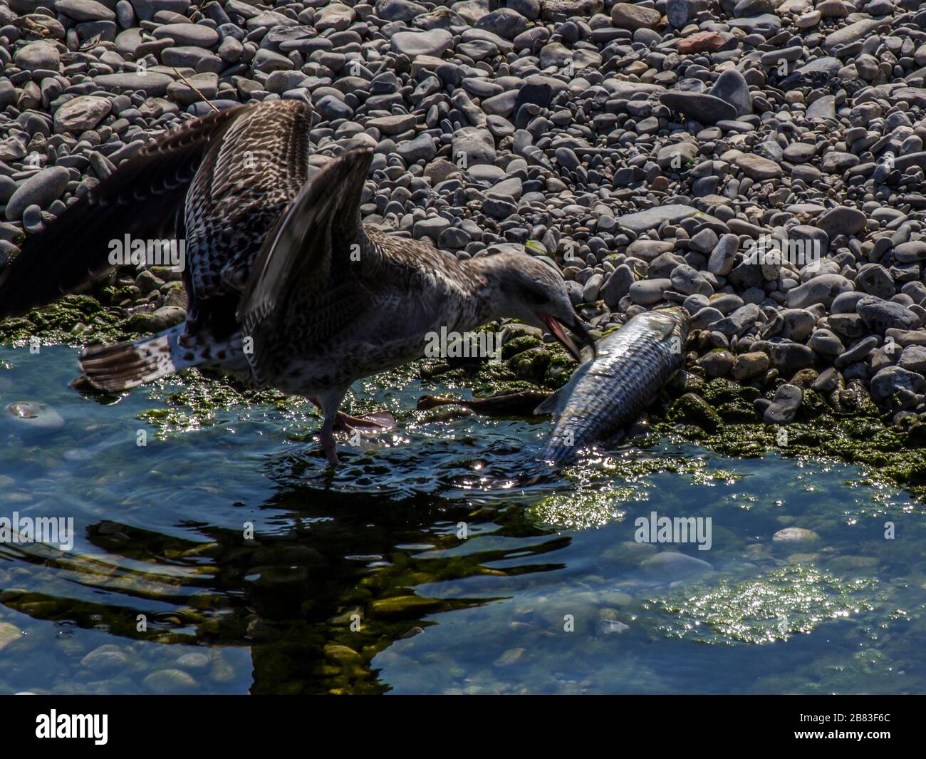 Beautifull capture of bird in wildlife Stock Photo - Alamy