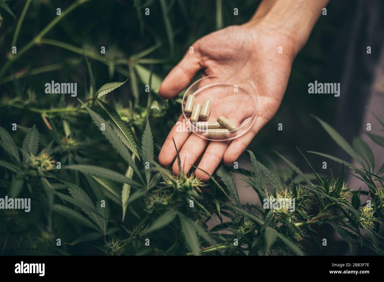 Growing cannabis indoors, hemp cultivation technique. Growing pot in groutent. Vegetative stage ...
