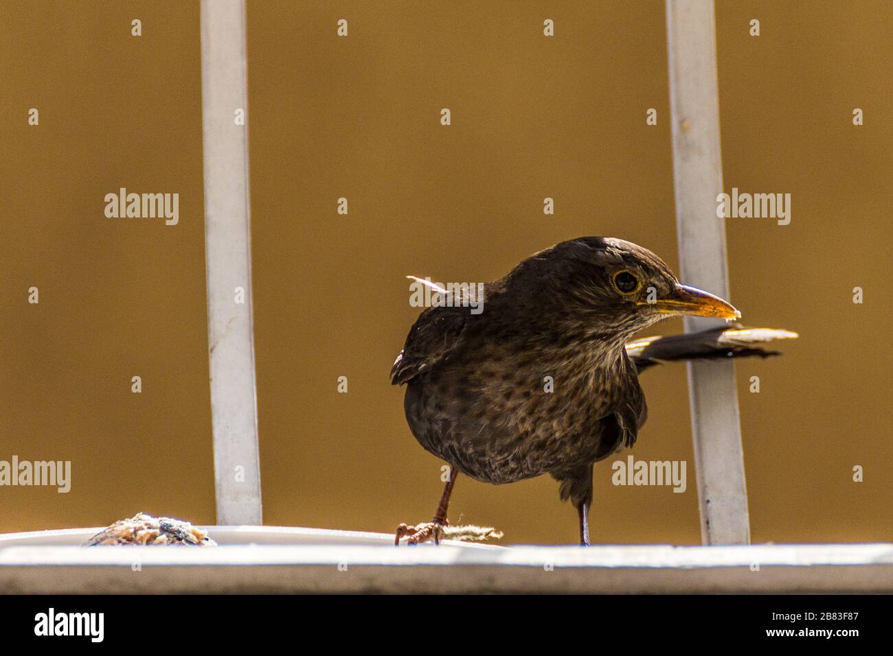 Beautifull capture of bird in wildlife Stock Photo - Alamy