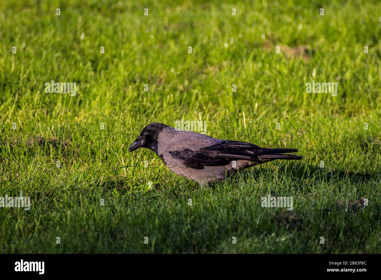 Beautifull capture of bird in wildlife Stock Photo - Alamy