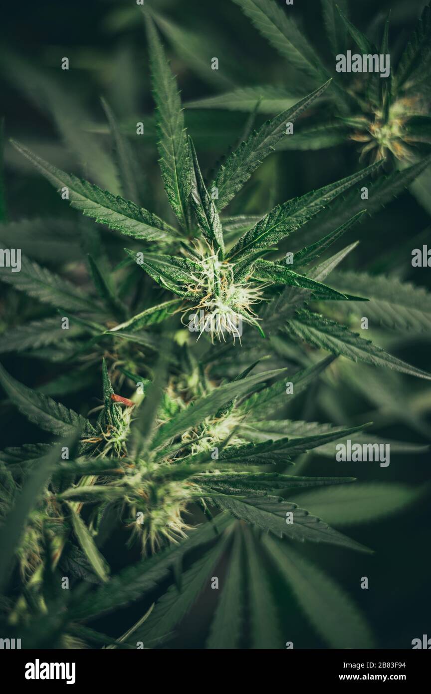 Growing cannabis indoors, hemp cultivation technique. Growing pot in groutent. Vegetative stage ...