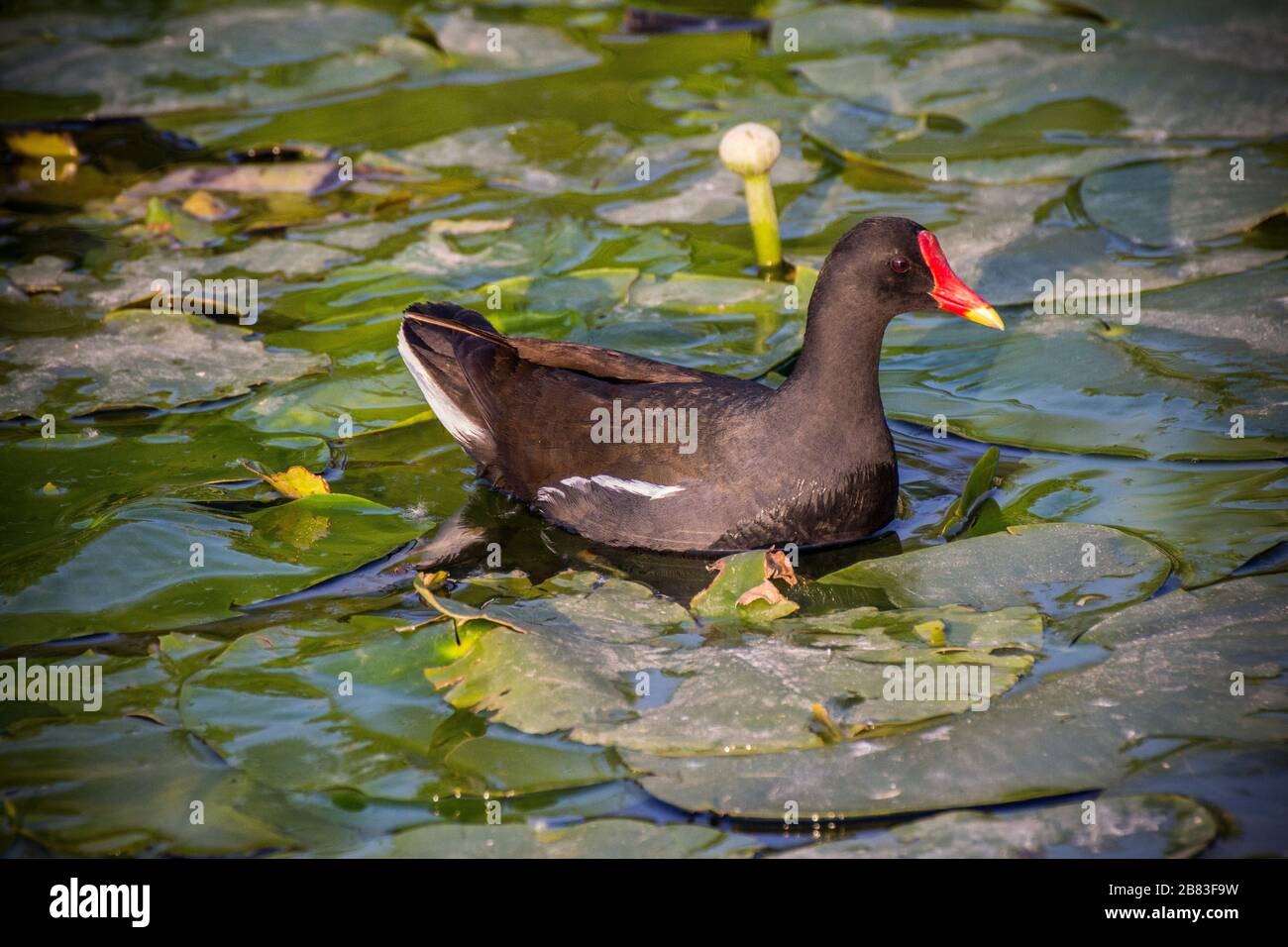 Beautifull capture of bird in wildlife Stock Photo - Alamy