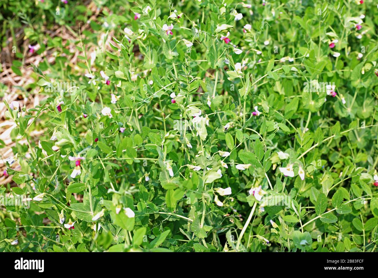 The peas growing on the farm Stock Photo - Alamy