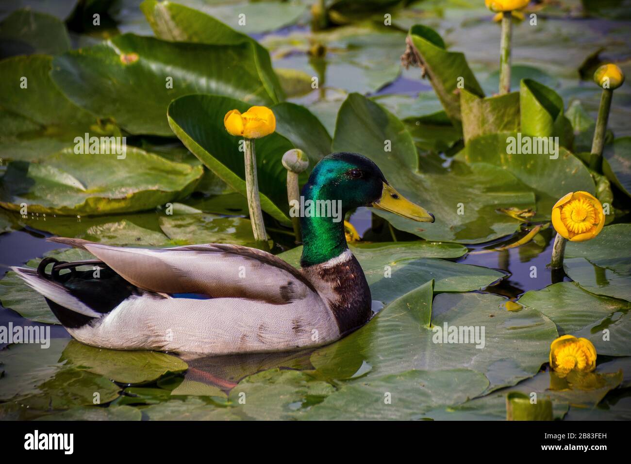 Beautifull capture of bird in wildlife Stock Photo - Alamy