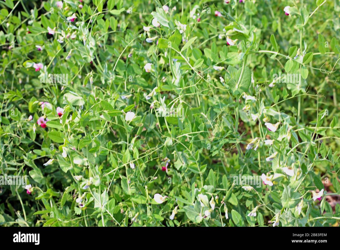 The Peas growing in a field Stock Photo - Alamy
