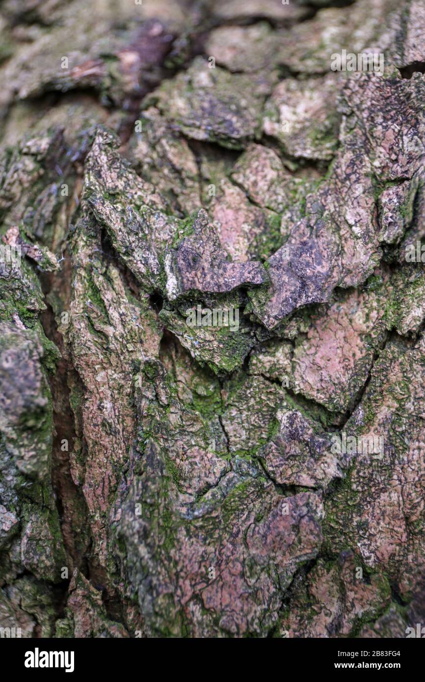 Macro detail close up of tree bark Stock Photo - Alamy