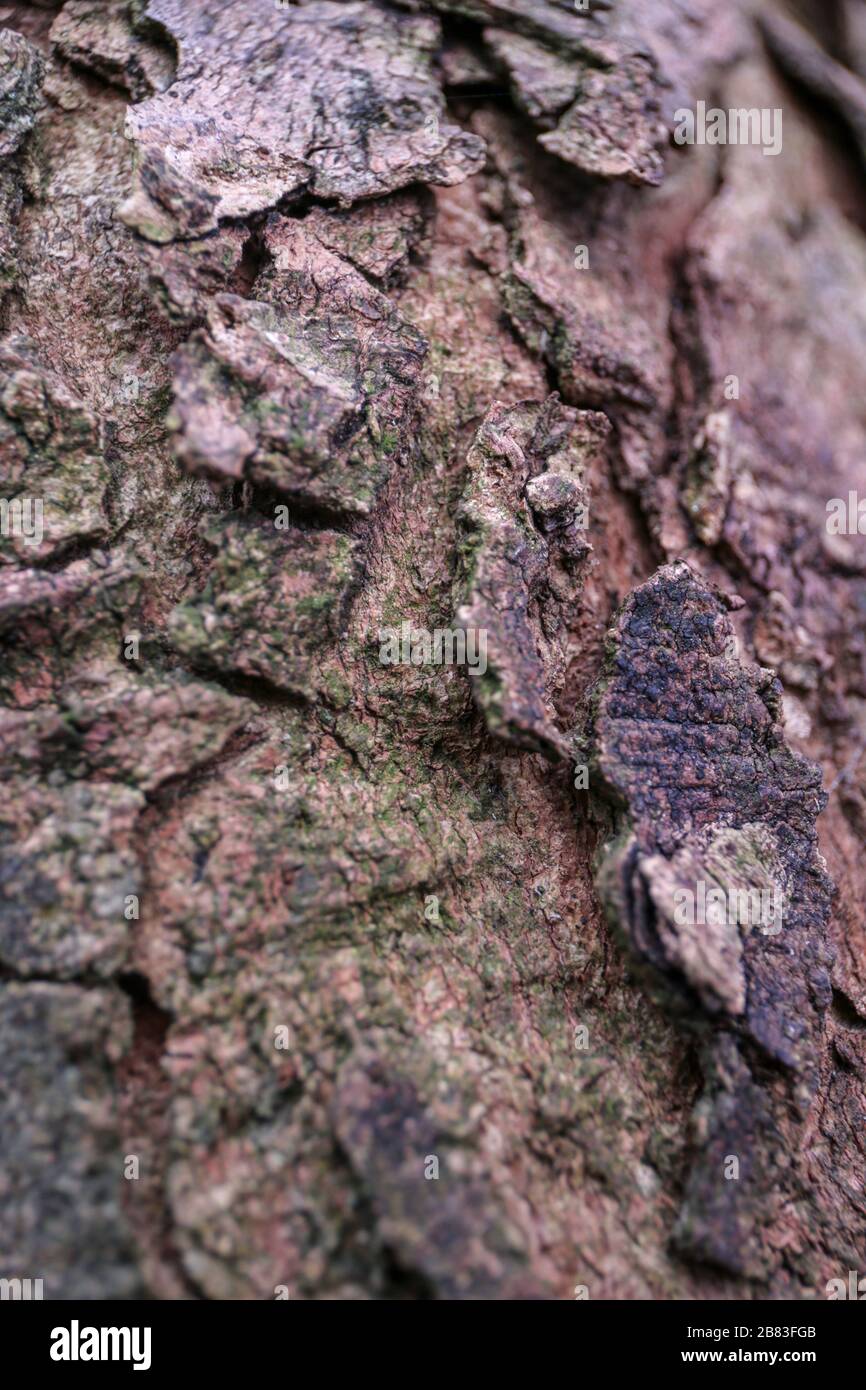 Macro detail close up of tree bark Stock Photo - Alamy