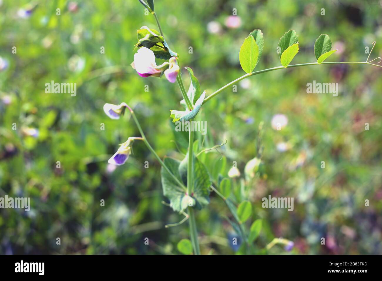 Types of peas hi-res stock photography and images - Alamy