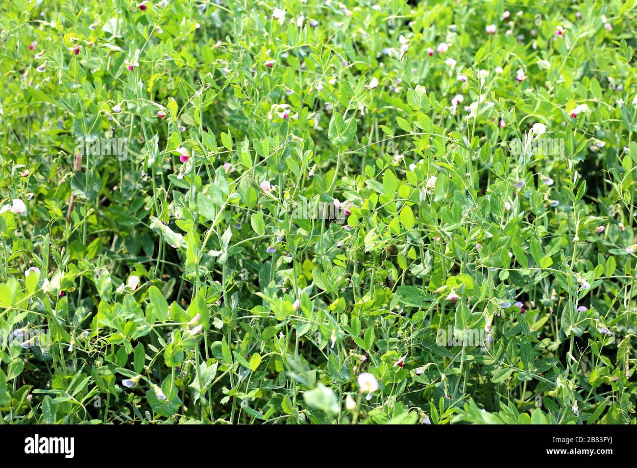 The Peas growing in a field Stock Photo - Alamy