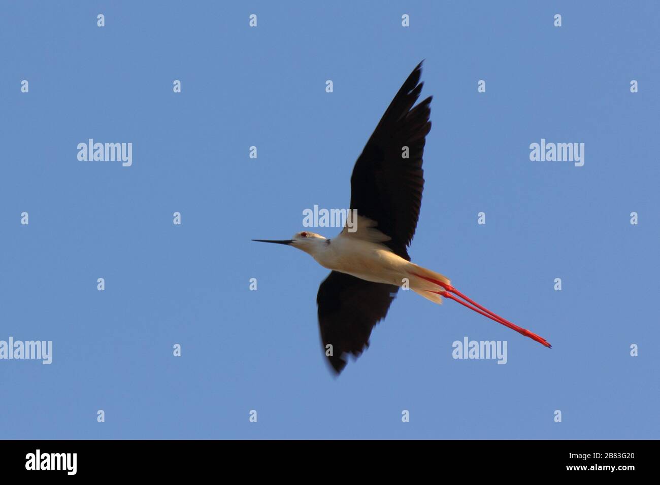 Beautifull capture of bird in wildlife Stock Photo - Alamy