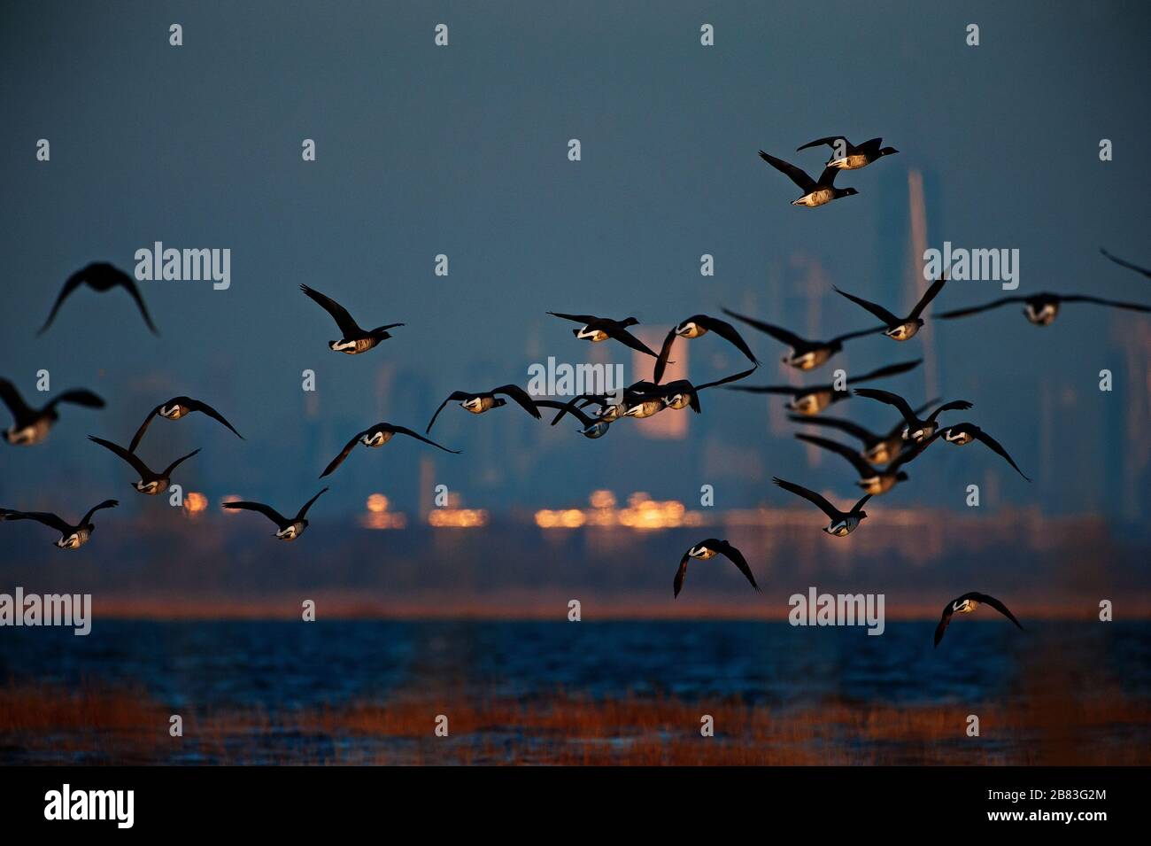 Atlantic brant flock flight and New York City skyline Stock Photo - Alamy