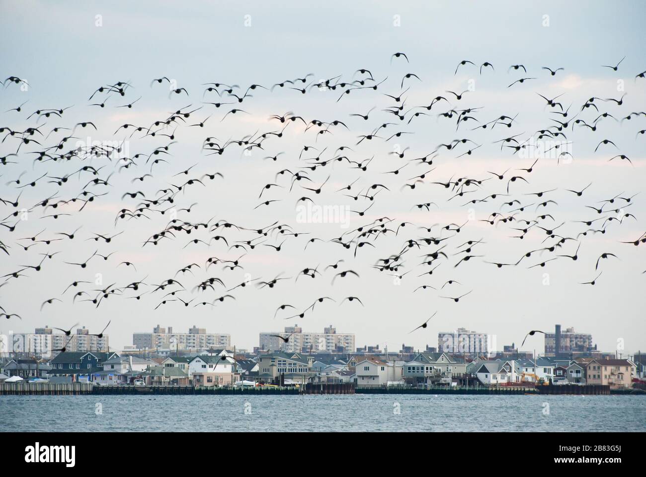 Large flock of Atlantic brant in flight above urban scene Stock Photo ...