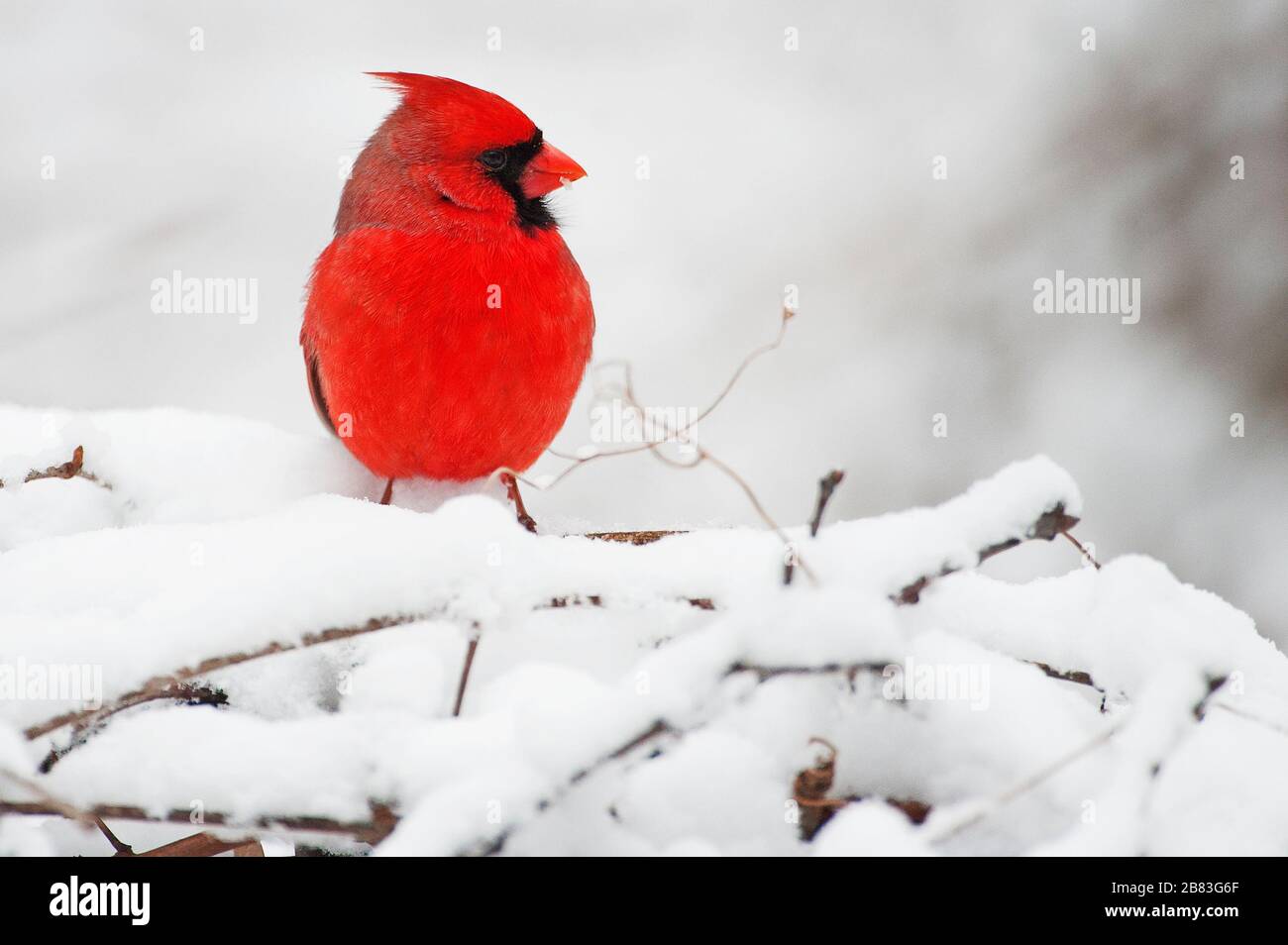 Songbird northern cardinal hi-res stock photography and images - Alamy