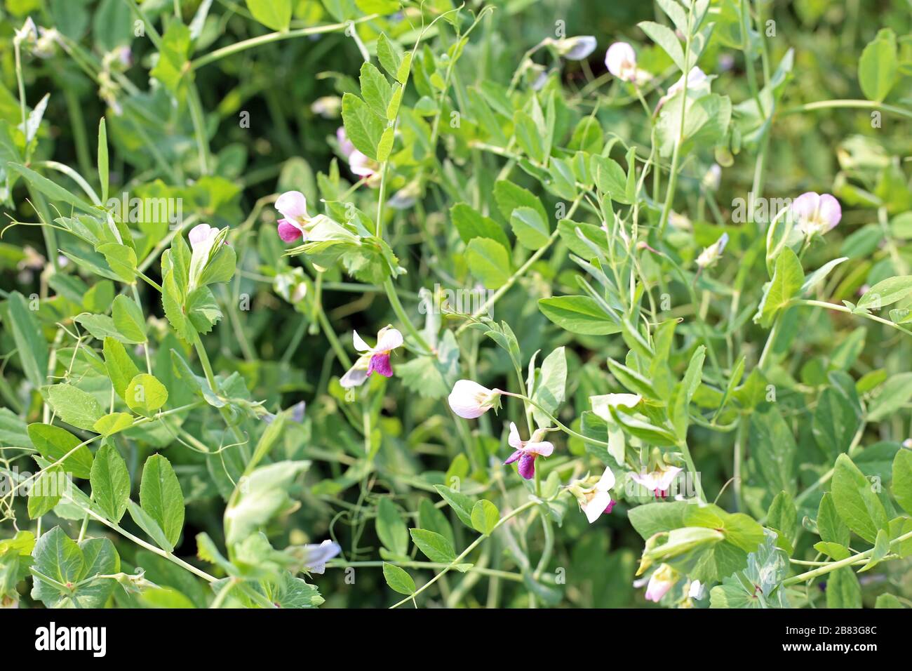 Pea sheller hi-res stock photography and images - Alamy