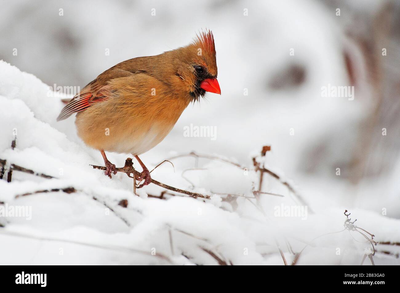 Female northern cardinal in winter setting Stock Photo - Alamy