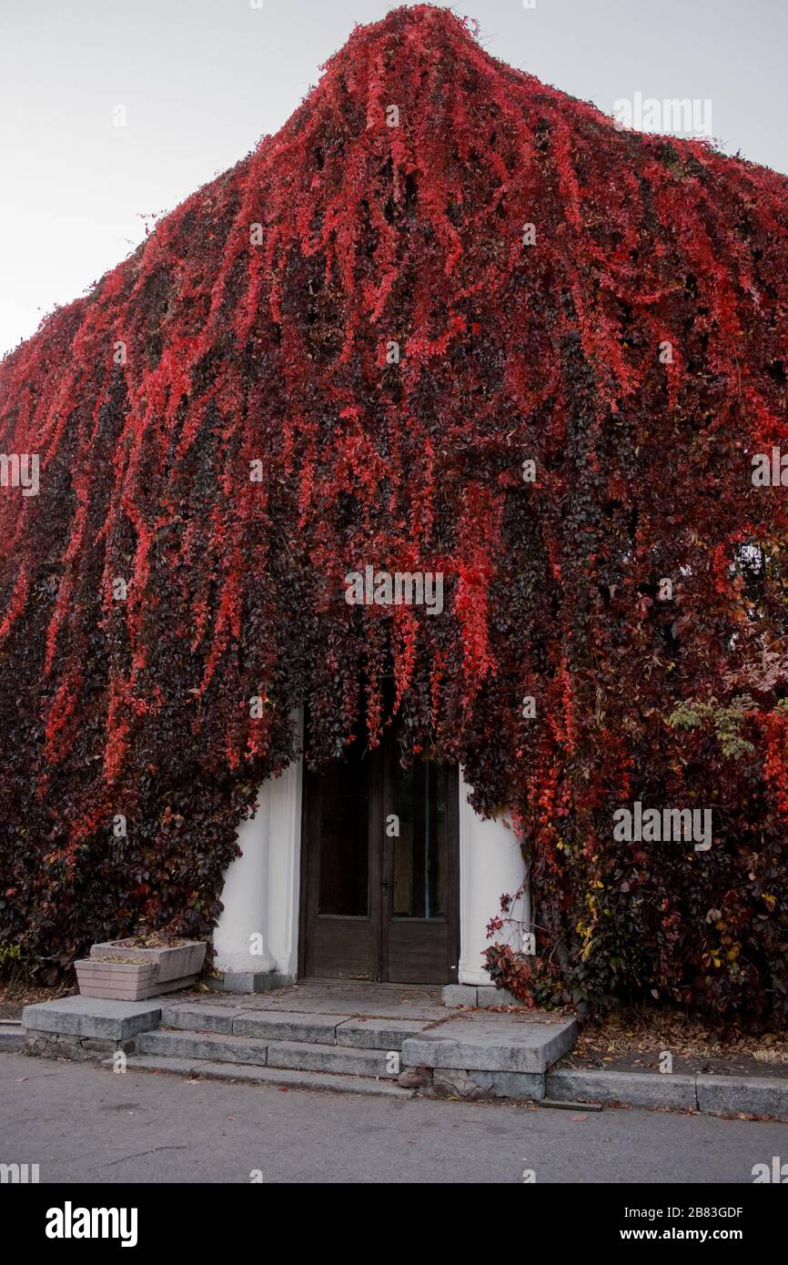 Red plant hi-res stock photography and images - Alamy