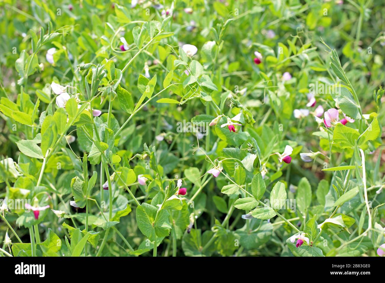 Video green pea field hi-res stock photography and images - Alamy