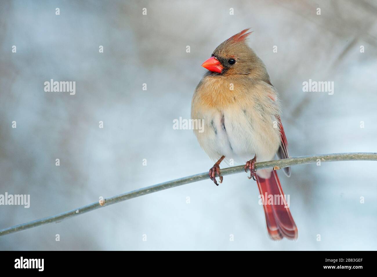 Female Cardinal In Snow
