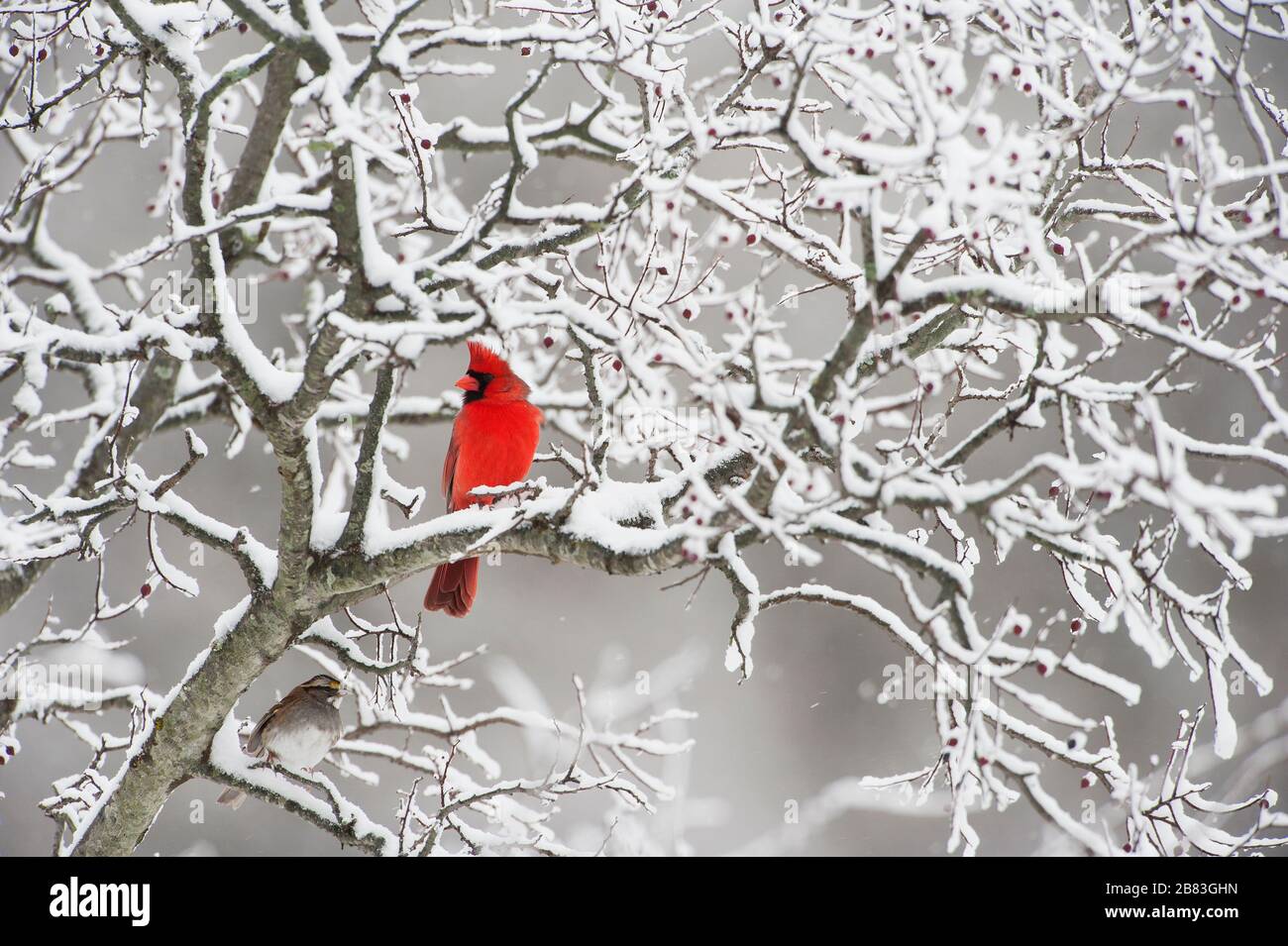 Male northern cardinal in winter setting Stock Photo - Alamy