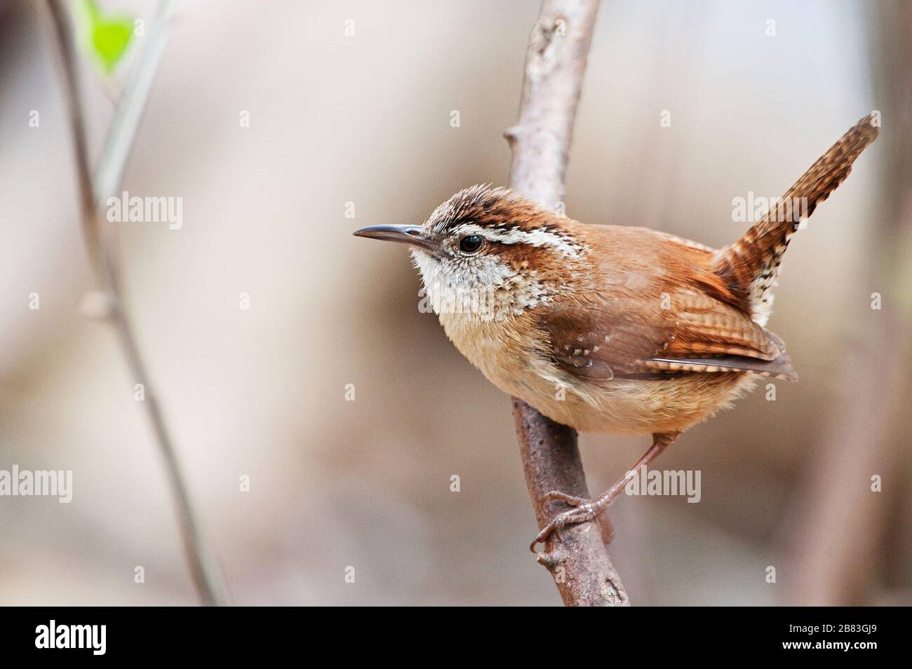 Carolina carolin hi-res stock photography and images - Alamy