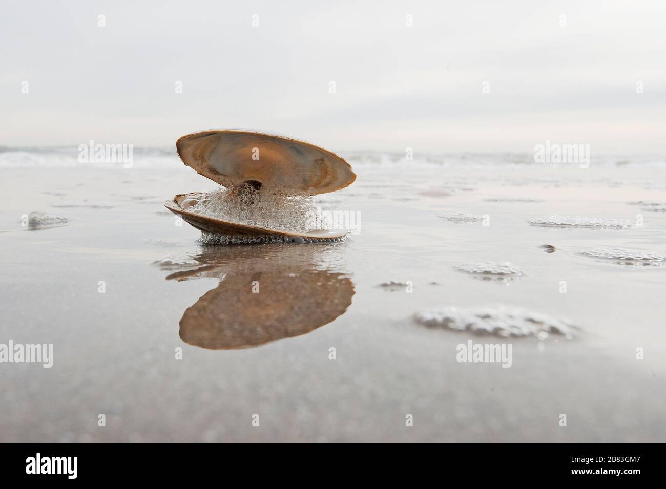 Clam and quiet nature hi-res stock photography and images - Alamy