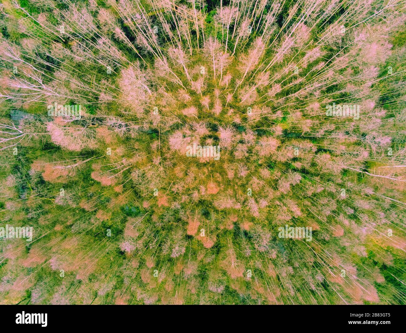 Aerial top view of trees from above in green summer forest. Natural ...