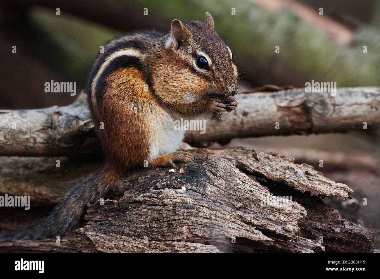 Eastern chipmunk up close Stock Photo - Alamy