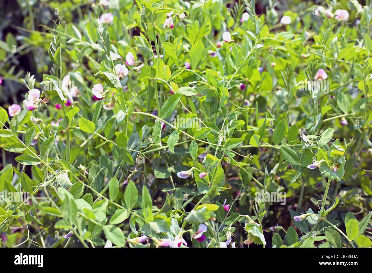 A close up of a crop of green field Peas Stock Photo - Alamy