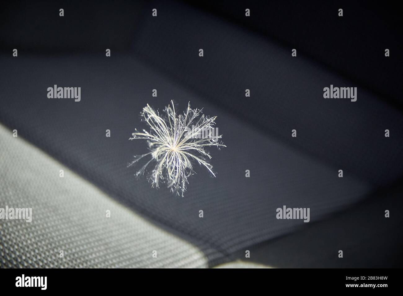 fluff in the car the source of allergies-a symbol of the arrived letter ...
