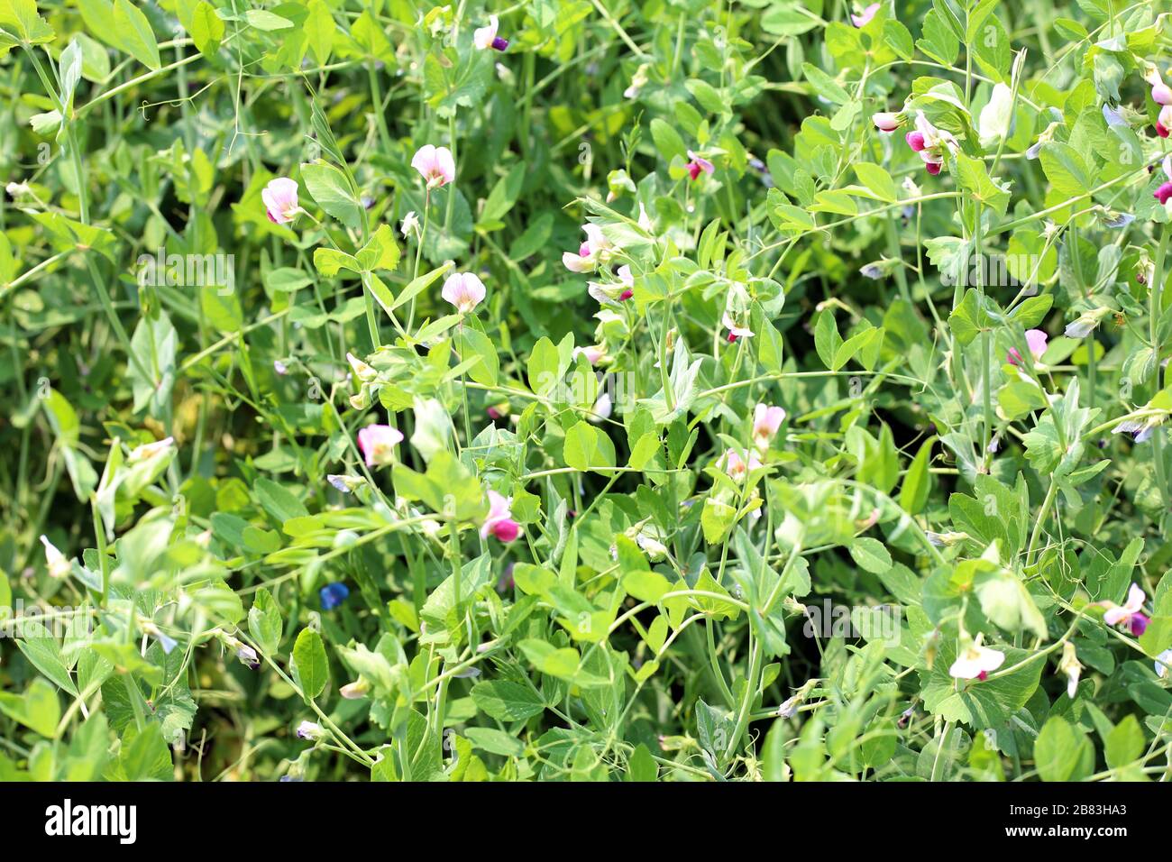 Flower field carlsbad hi-res stock photography and images - Alamy