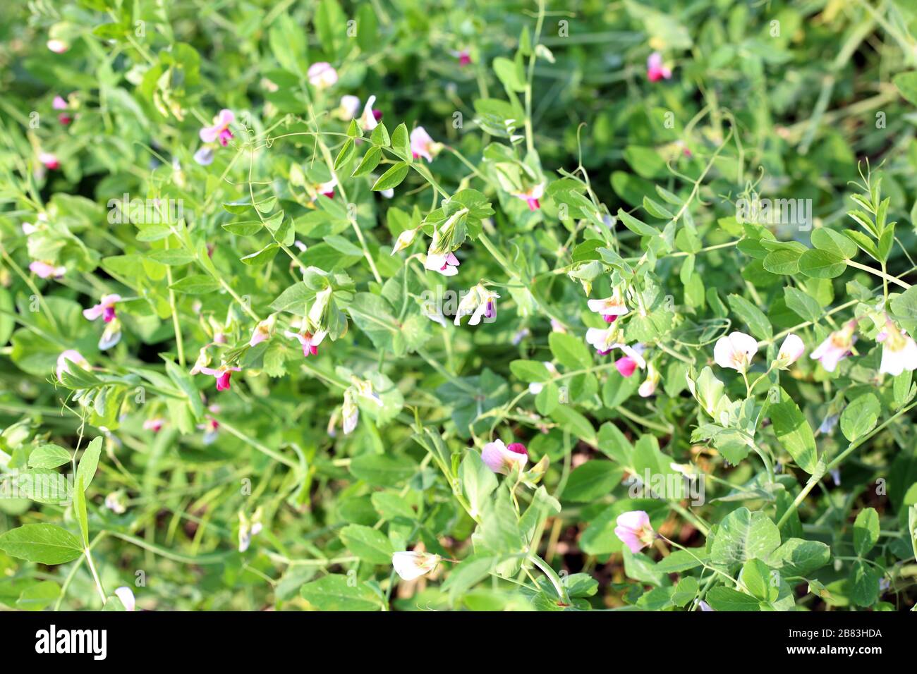 The field of green pea pods and agricultural landscape Stock Photo - Alamy