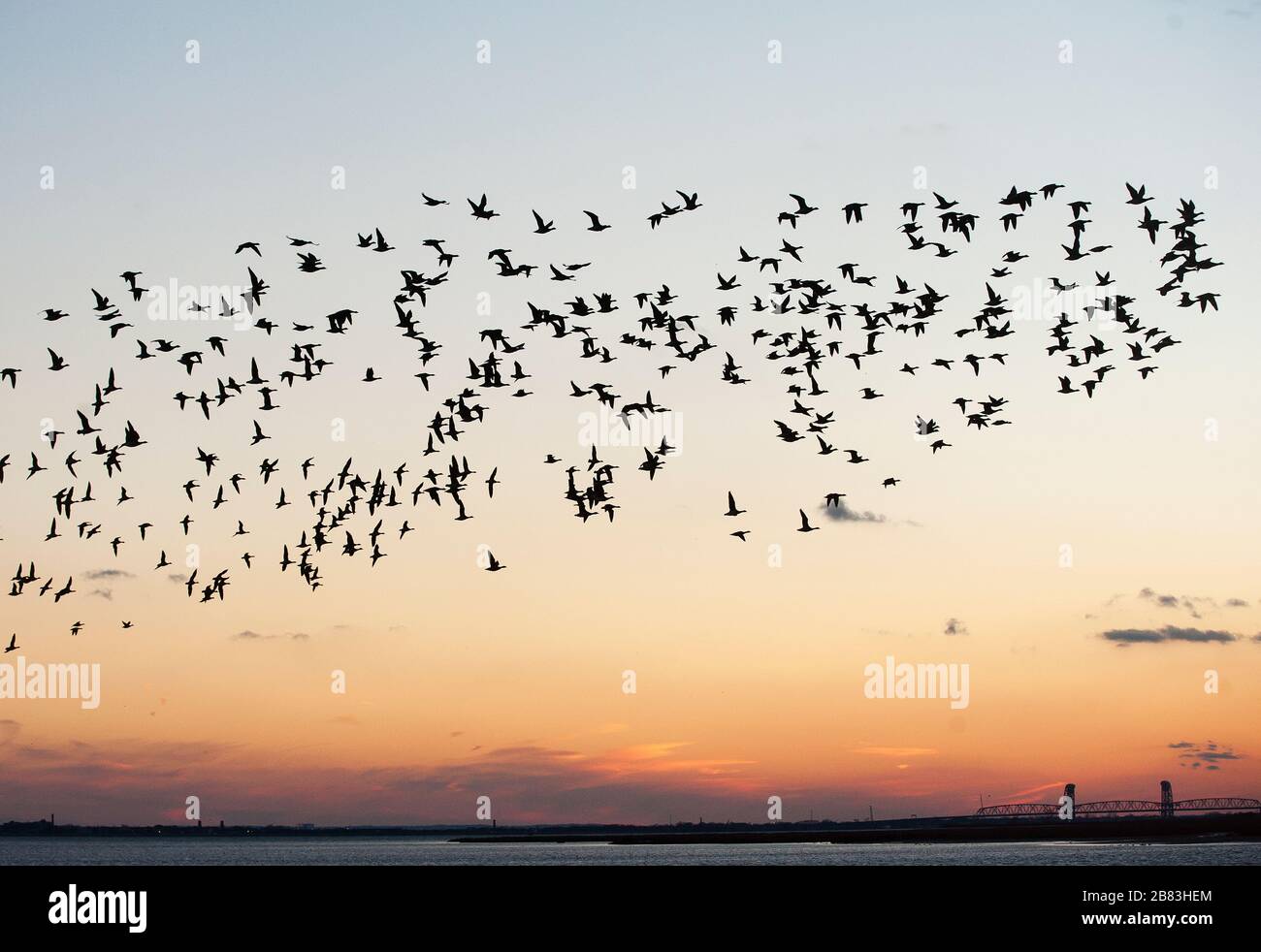 Flock brent geese flying hi-res stock photography and images - Alamy