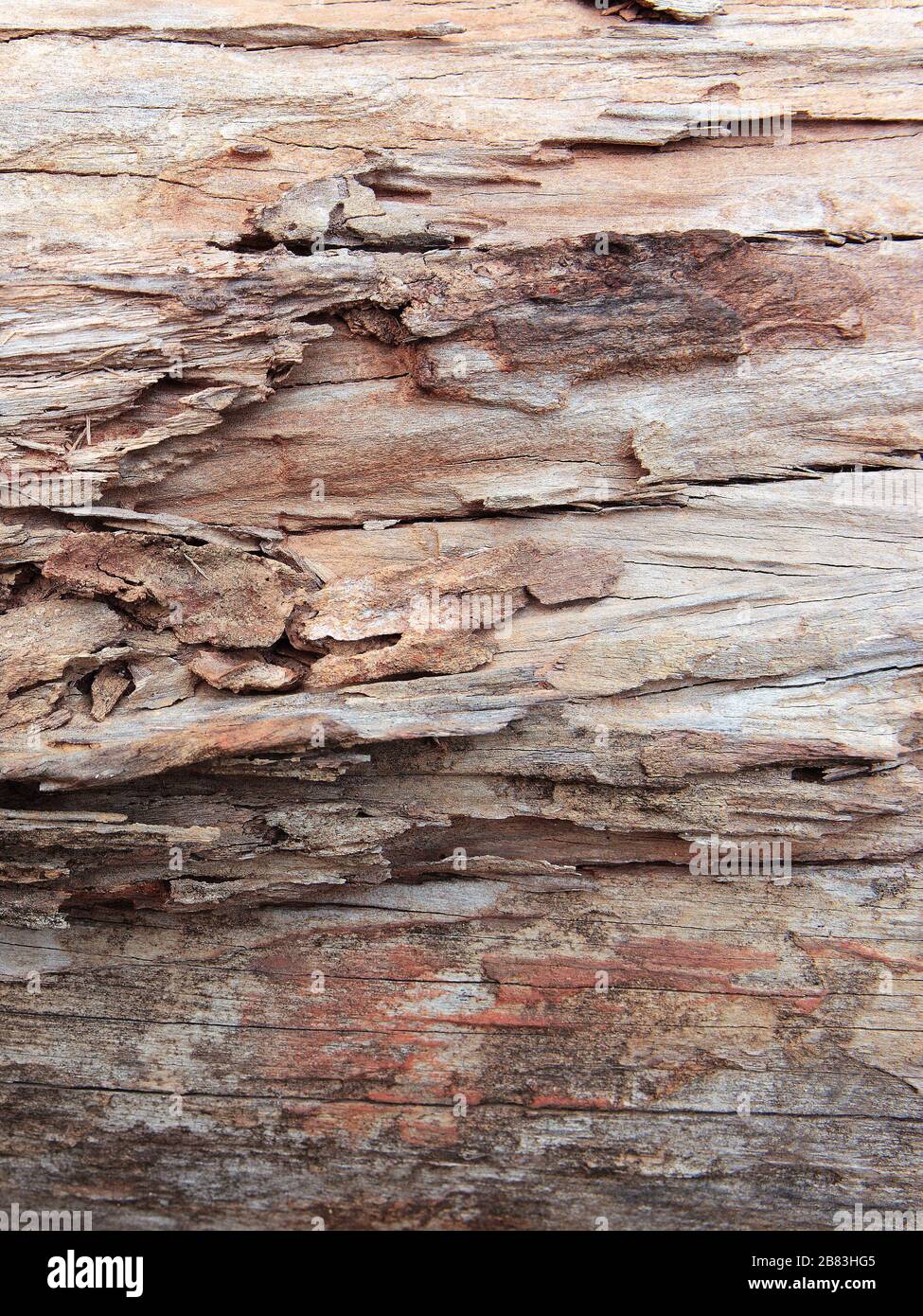 Stripped bare tree trunk background Stock Photo - Alamy