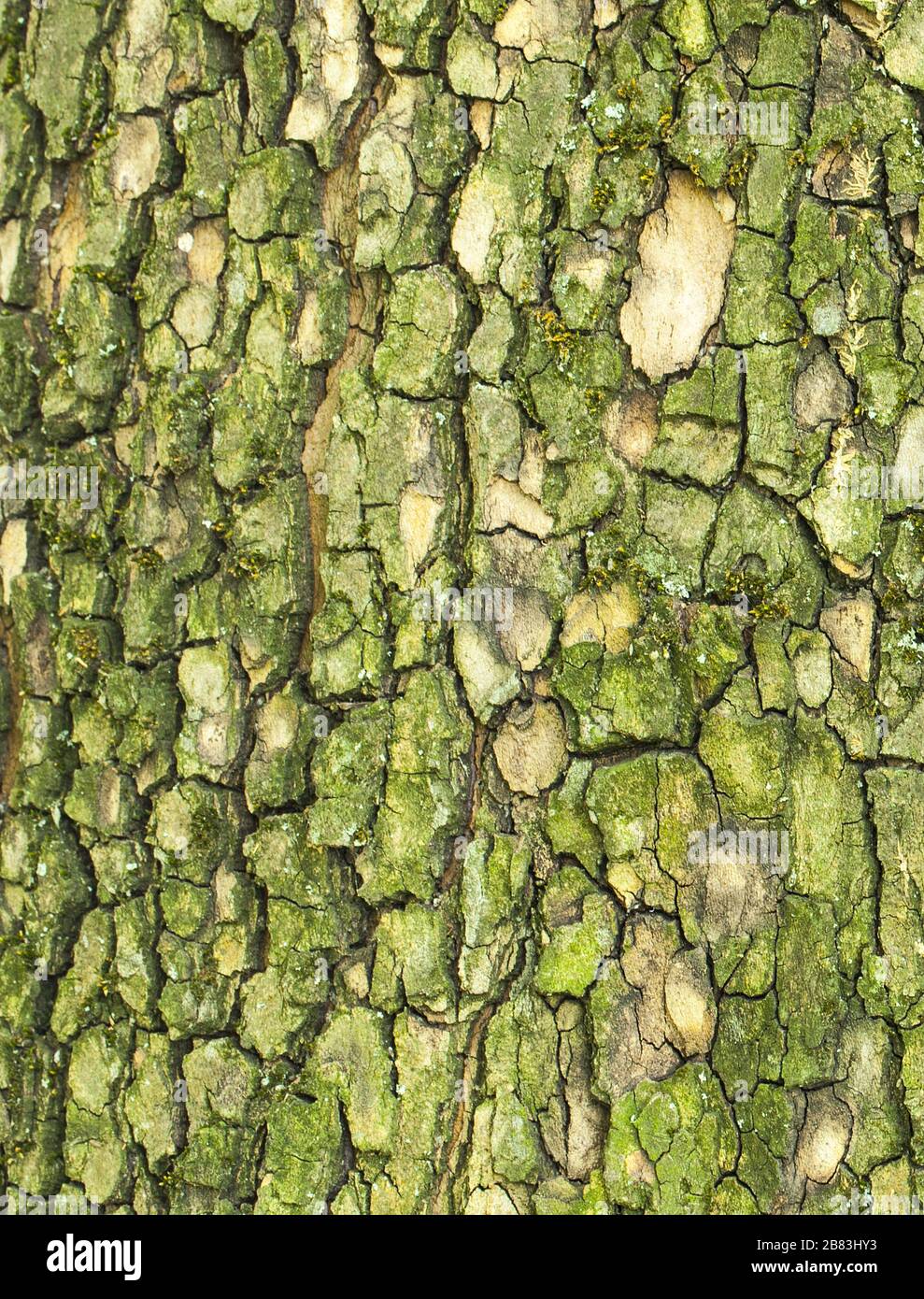 Green cracked tree bark background Stock Photo - Alamy