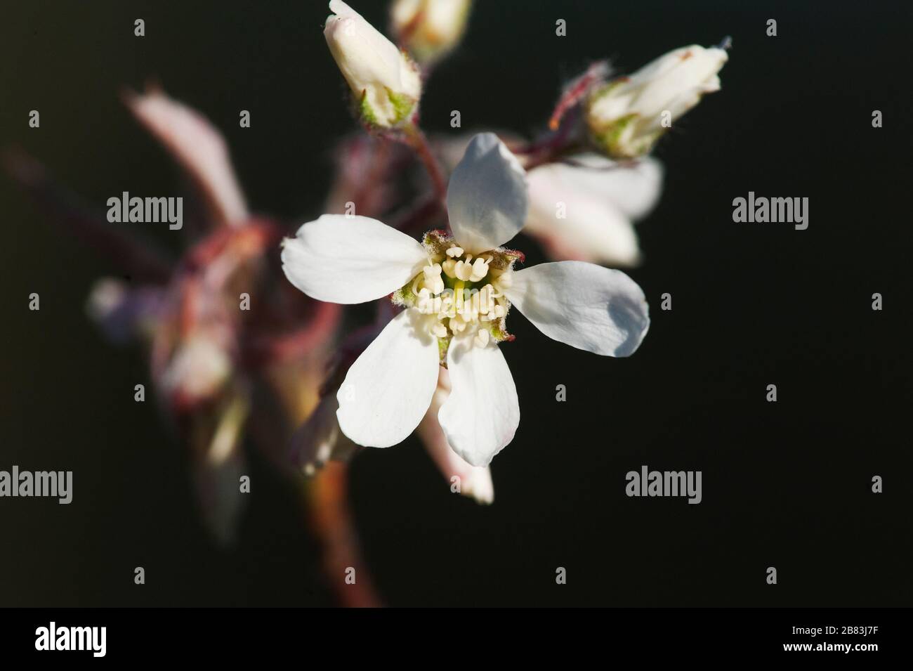 Shadbush tree hi-res stock photography and images - Alamy