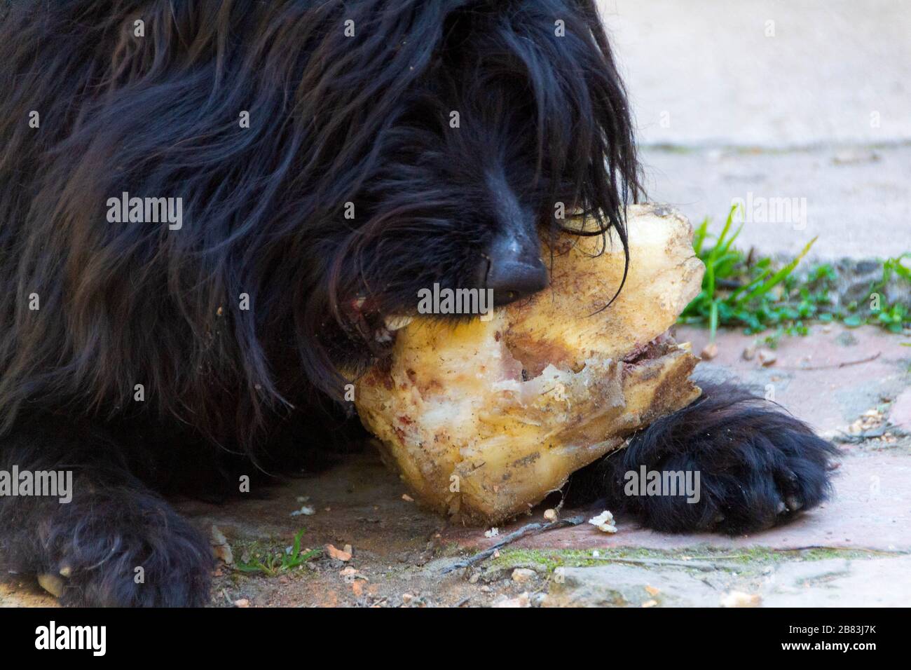 Calf bone hi-res stock photography and images - Alamy