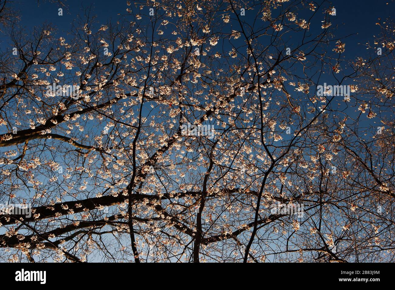 Shadbush hi-res stock photography and images - Alamy