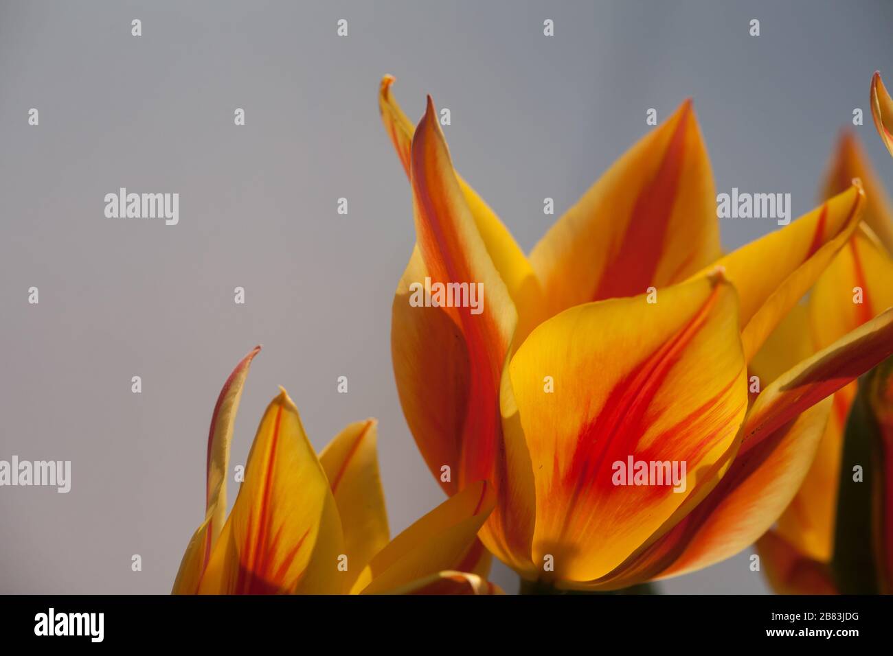 Red tulips with negative space hi-res stock photography and images - Alamy