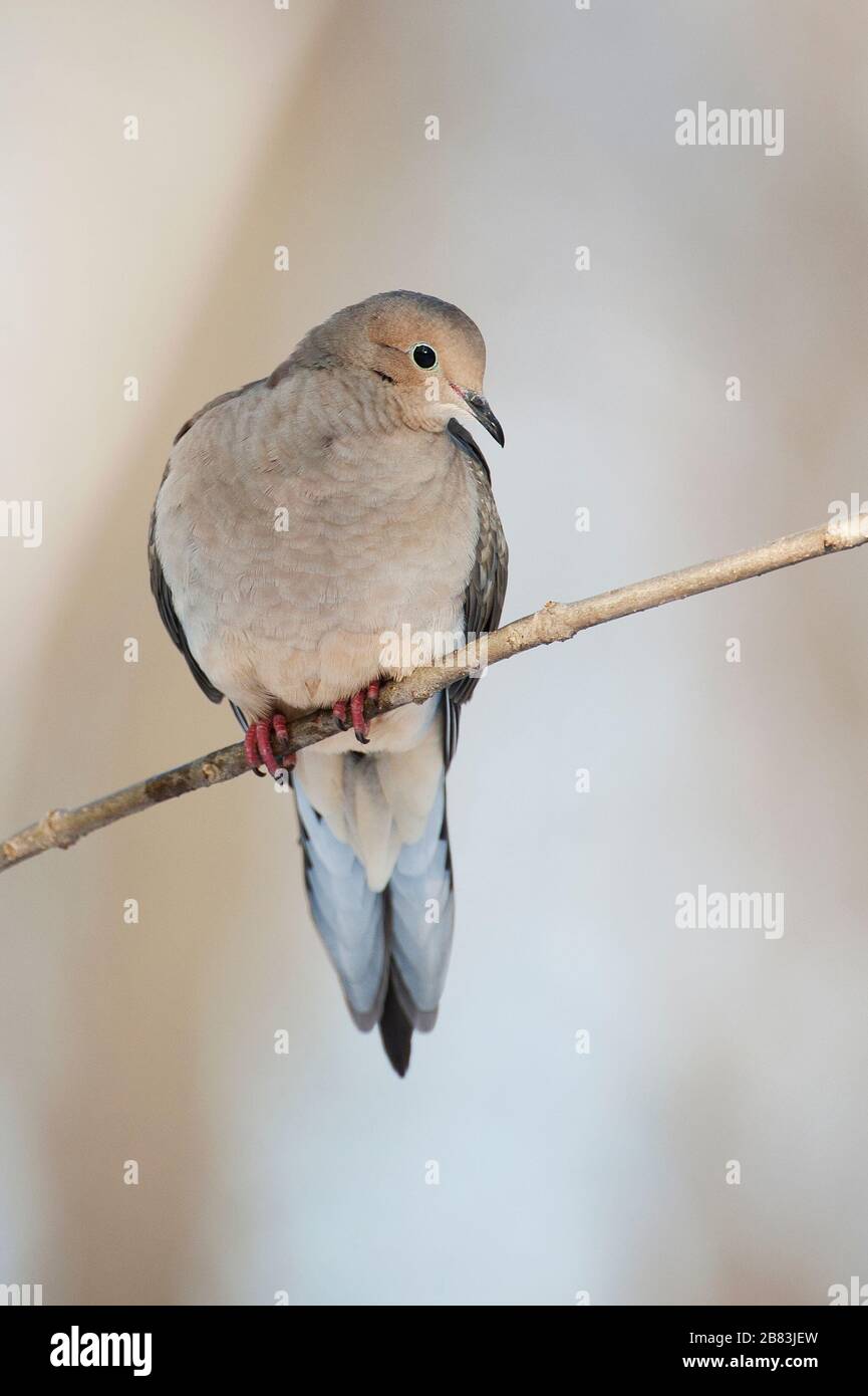 perched mourning dove portrait up close Stock Photo - Alamy