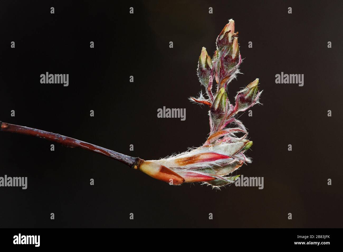 Spring leaf hi-res stock photography and images - Alamy