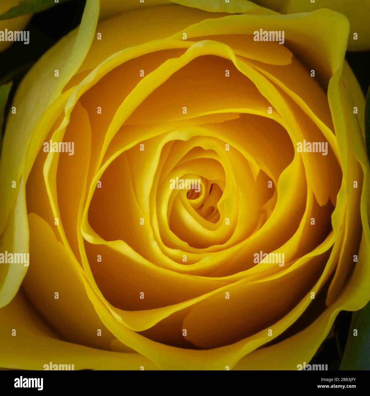 A single fresh yellow rose Stock Photo - Alamy