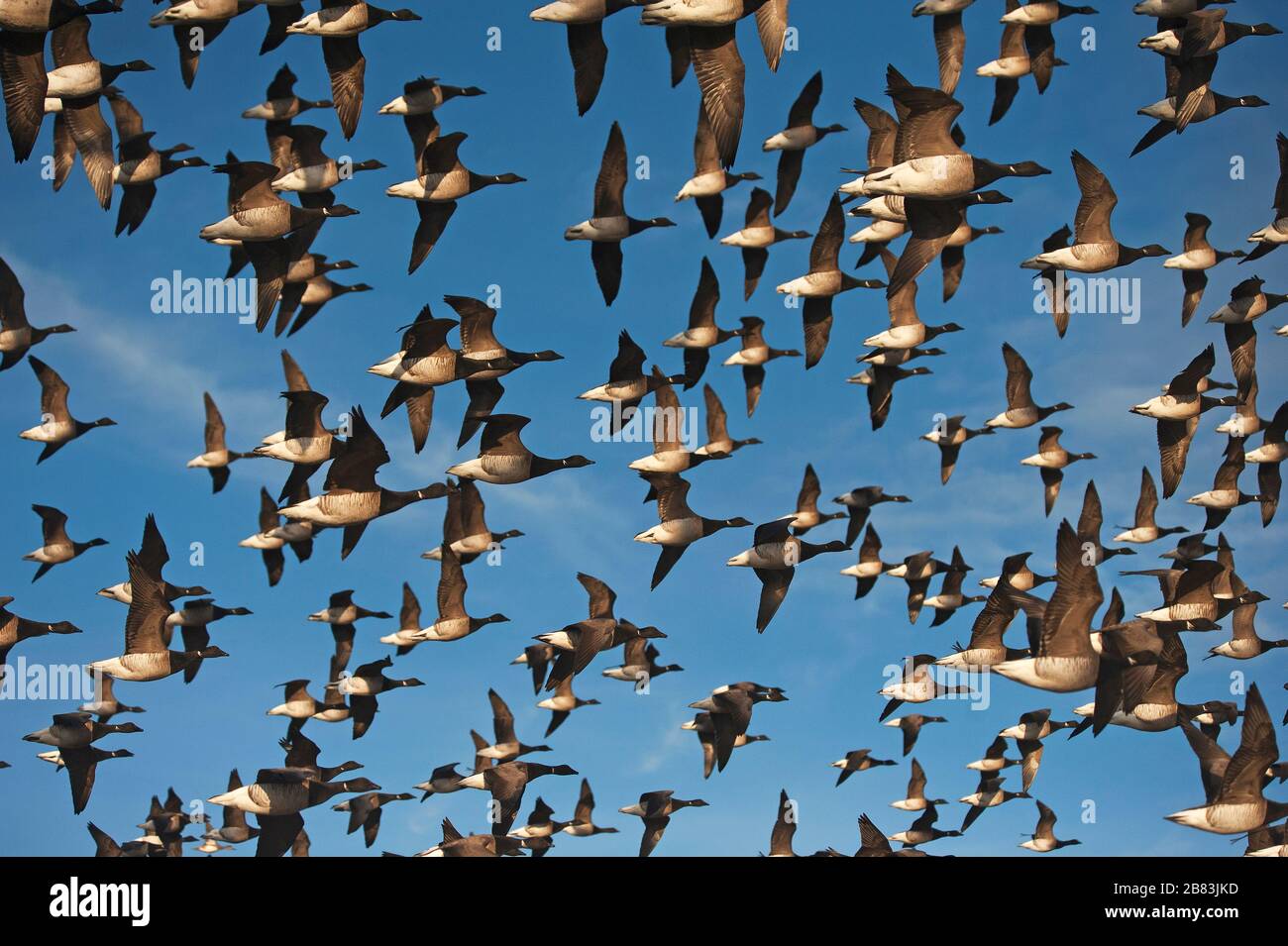 Brant flock flight Stock Photo - Alamy