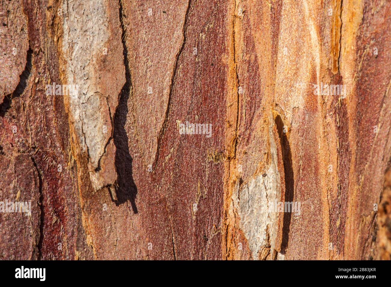 Bark removed trunk hi-res stock photography and images - Alamy